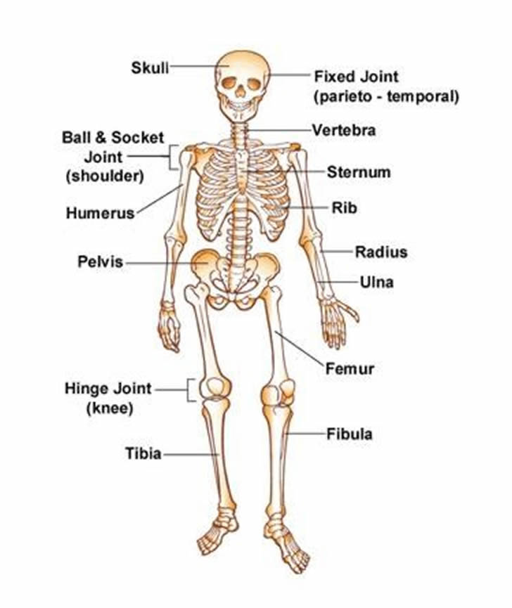 Human Skeleton English Lesson Learning The Vocabulary For A Skeleton
