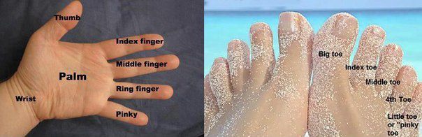 Parts Of The Human Body Parts Learning English Body Parts Words Parts Of The Human Body Parts Learning English Body Parts Words