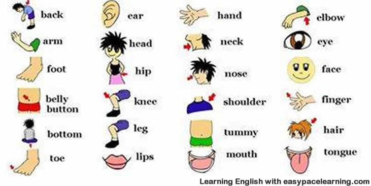 Learning English with pictures - English basics